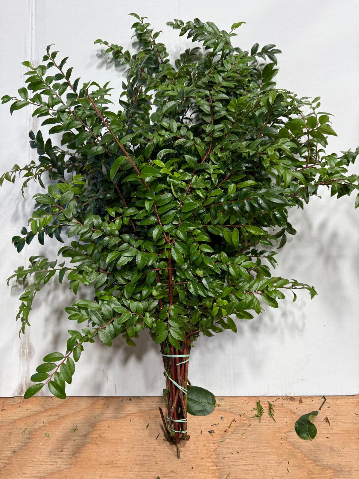 Green Huckleberry (20 BU) - Great Products Evergreen